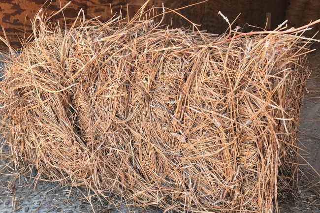 Is Pine Straw the Right Mulch Option for You? | Todco Inc.